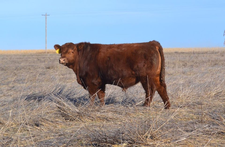 Bulls | Young Red Angus