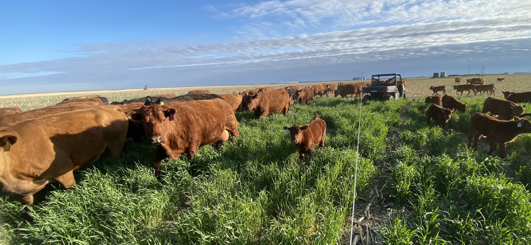 Cornerstone Females - Young Red Angus