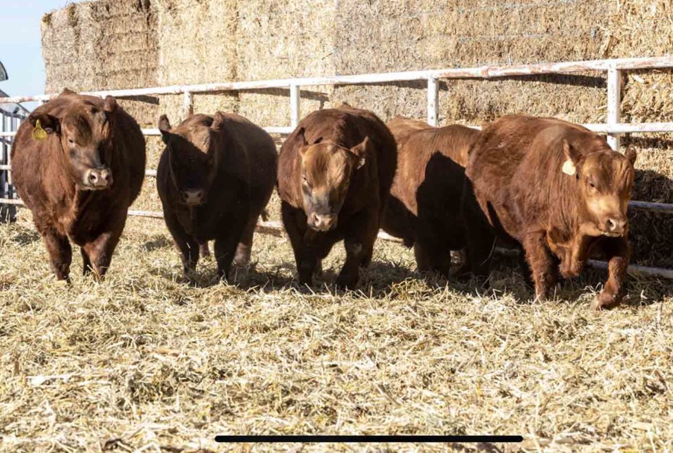 Young Red Angus Bulls Kansas