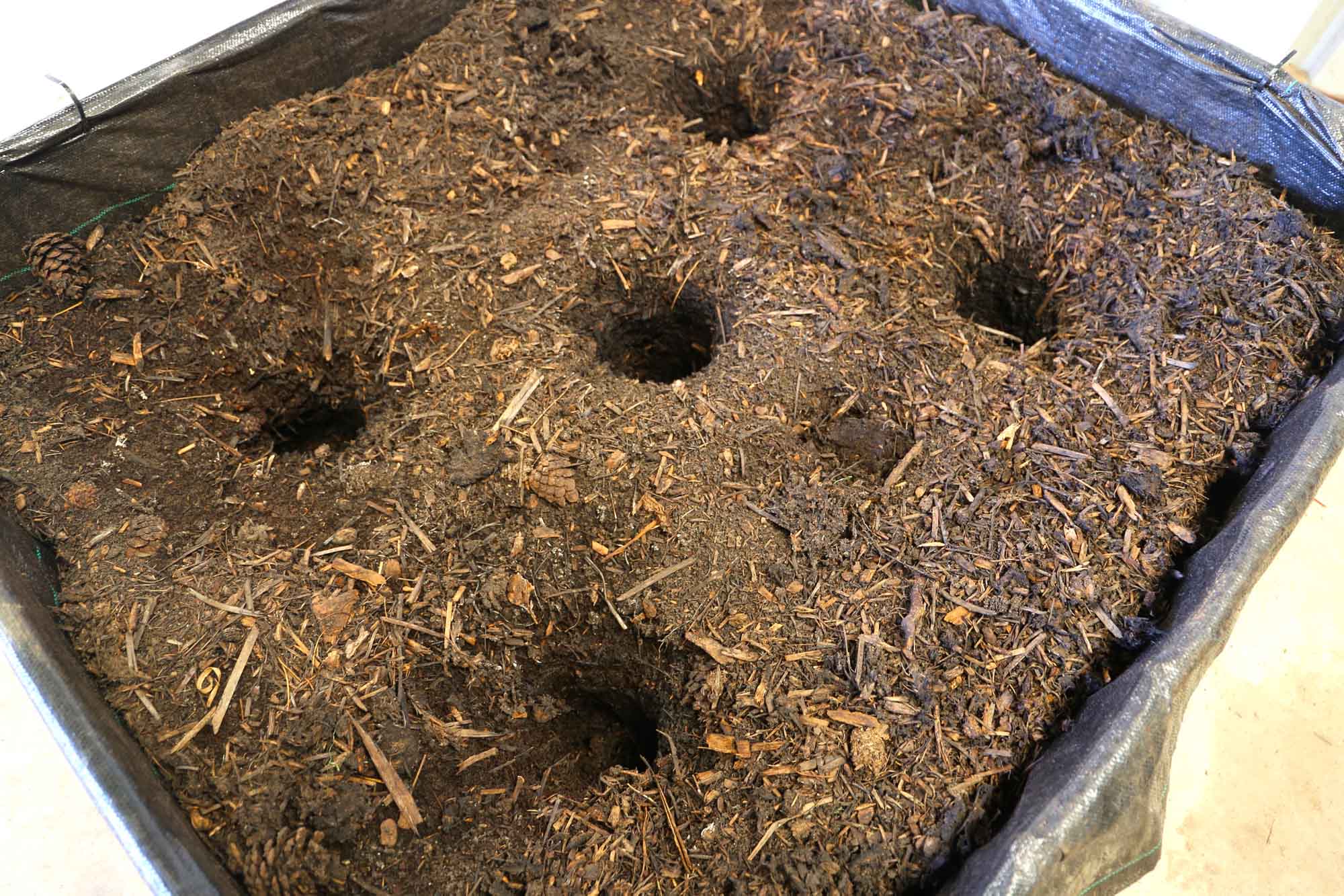 Compost - Young Red Angus
