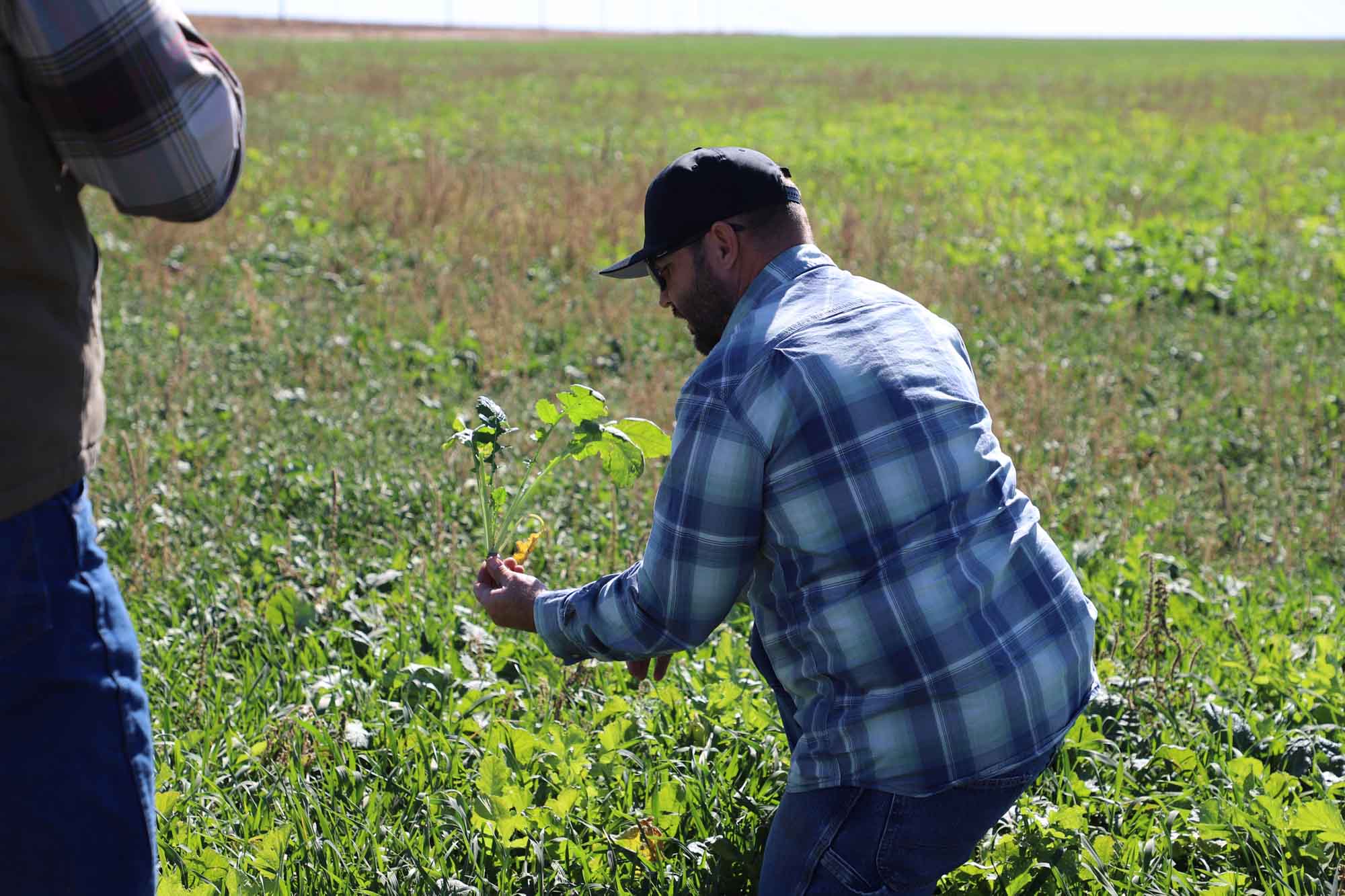 Compost - Young Red Angus
